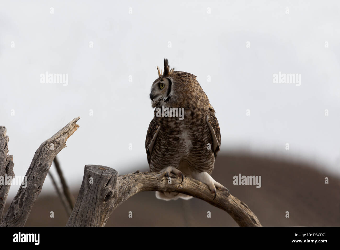 Great Horned Owl With Prey