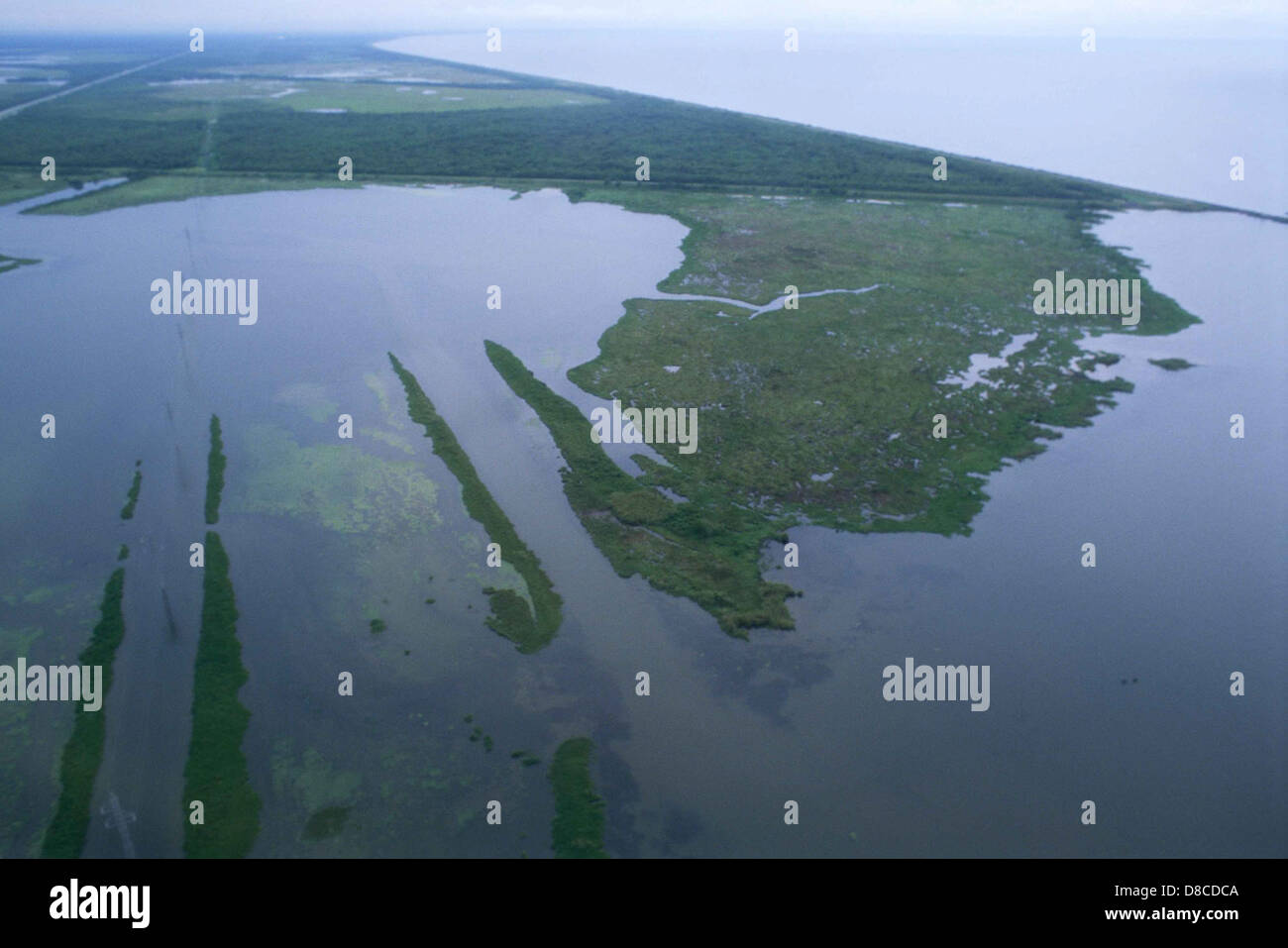 An aerial view of swamp lakes, showing the winding waterways and lush ...