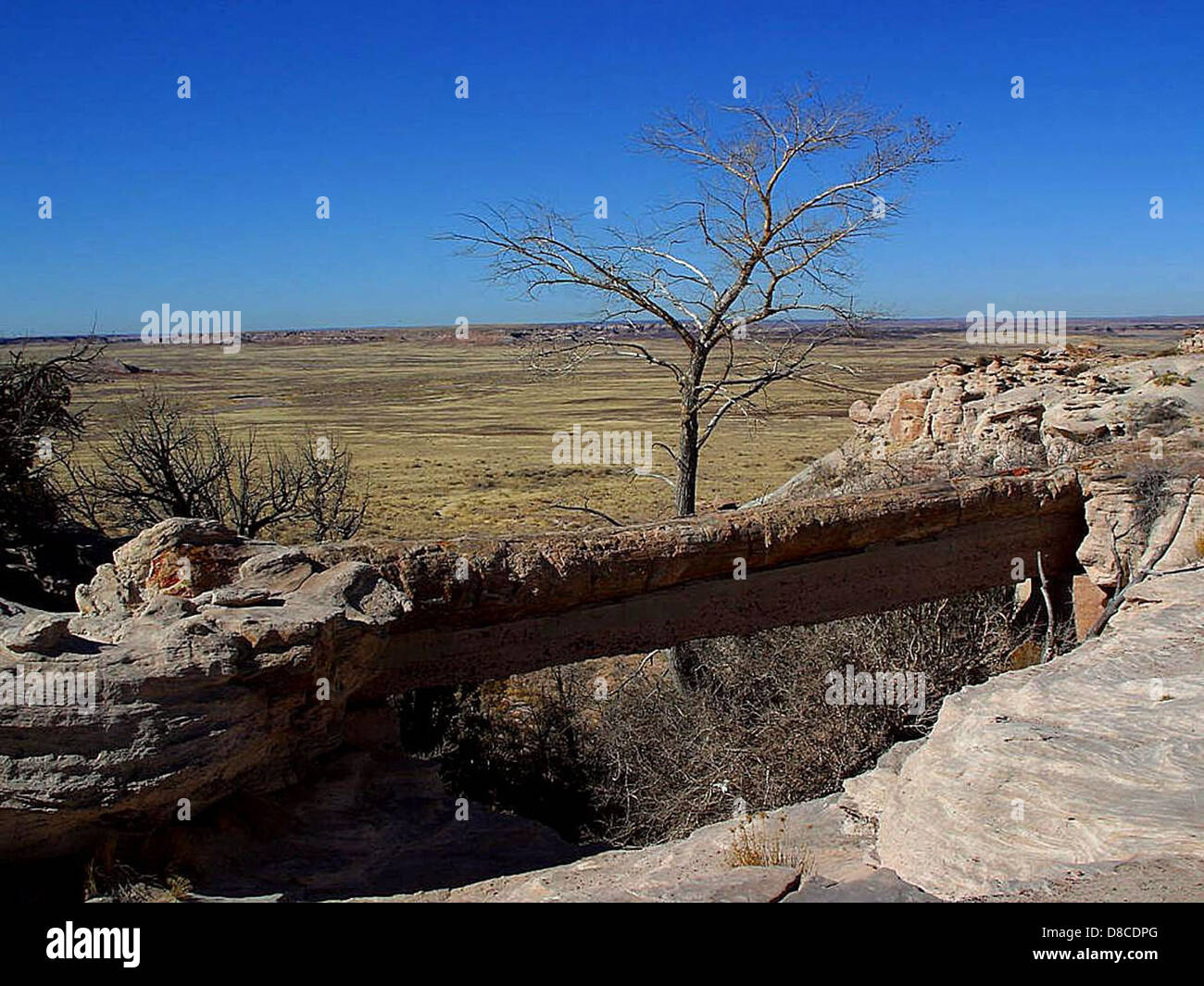 The Agate Bridge in Petrified Forest National Park, Arizona, is a ...