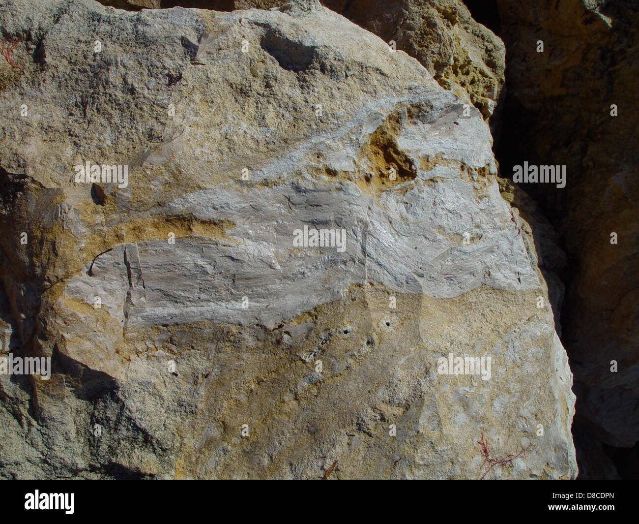 This image shows agatified bark, a type of fossilized wood, embedded in ...