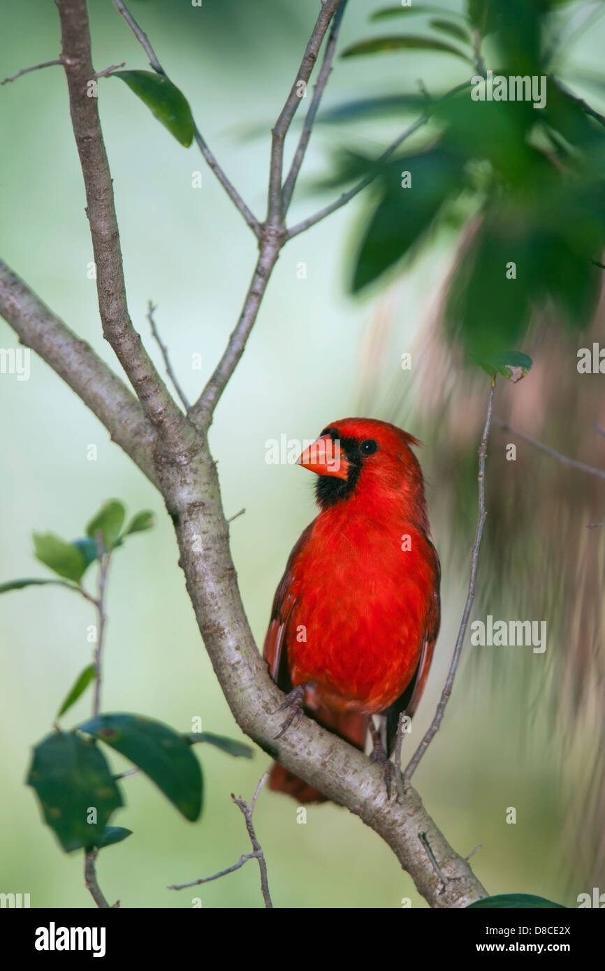 Male Northern Cardinal - Green Cay Wetlands - Boynton Beach, Florida ...