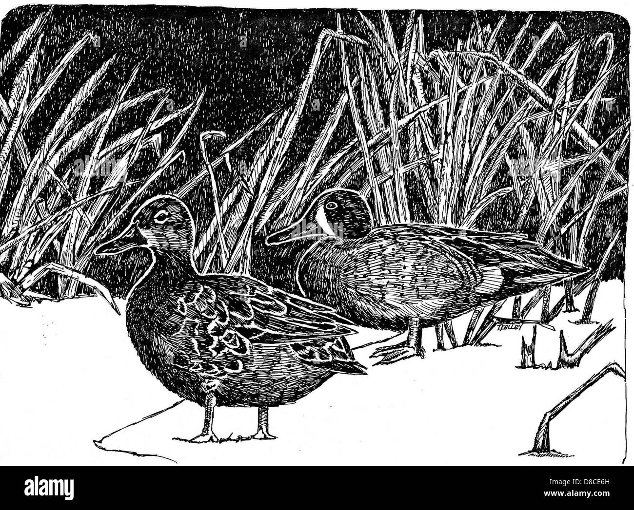 A line drawing of the Anas discors, also known as the blue-winged teal ...