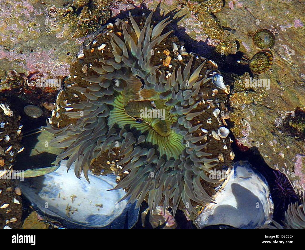 A sea anemone, a marine plant-like organism, attached to a rock or ...