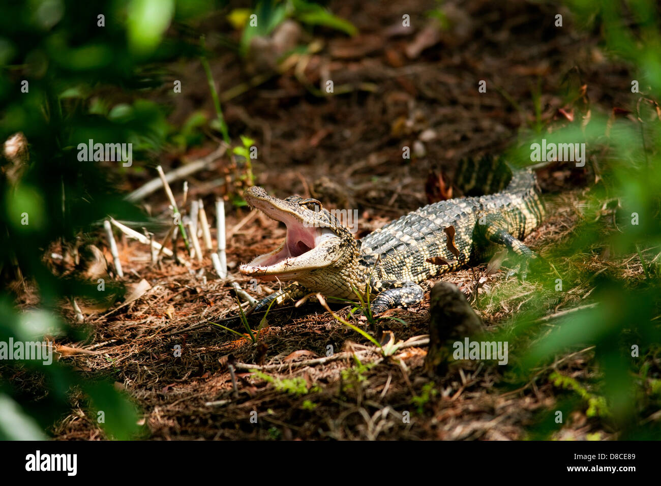 Florida alligator beach hi-res stock photography and images - Alamy