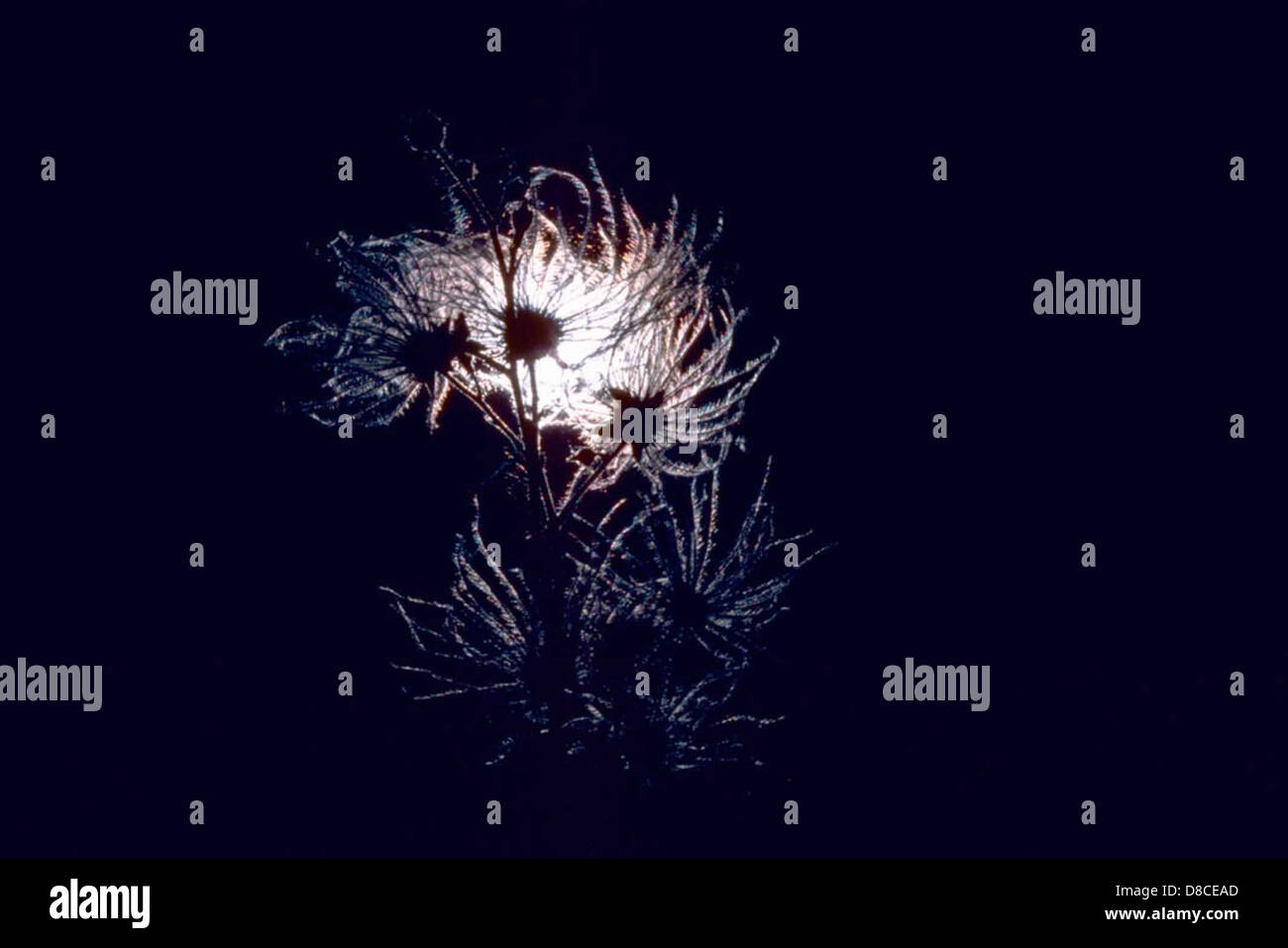 Apache plume plant with distinctive feather-like flowers, native to ...