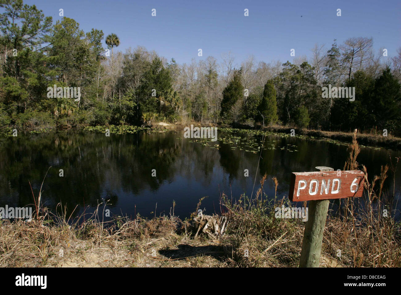 This image captures an aquatic pond environment, showing a calm body of ...