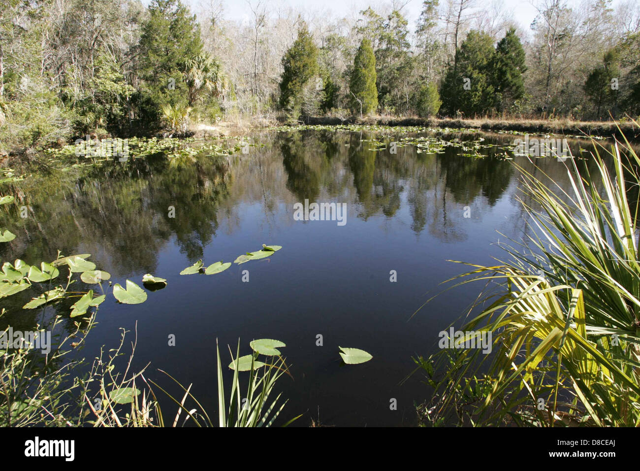 A swamp water landscape showcasing an aquatic environment with dense ...