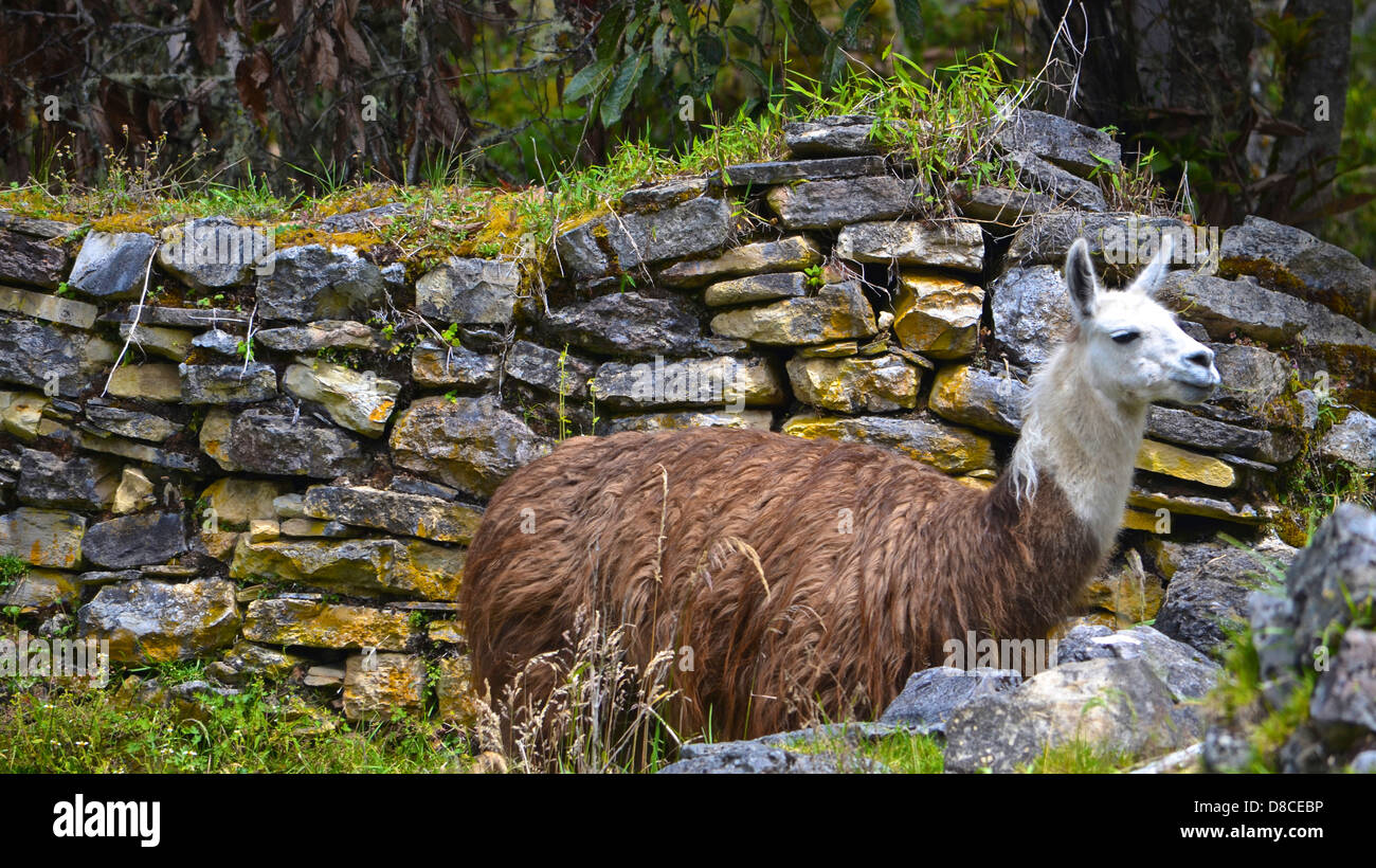 Llamas in front of stone walls at the ruins of Kuelap, Chachapoyas ...