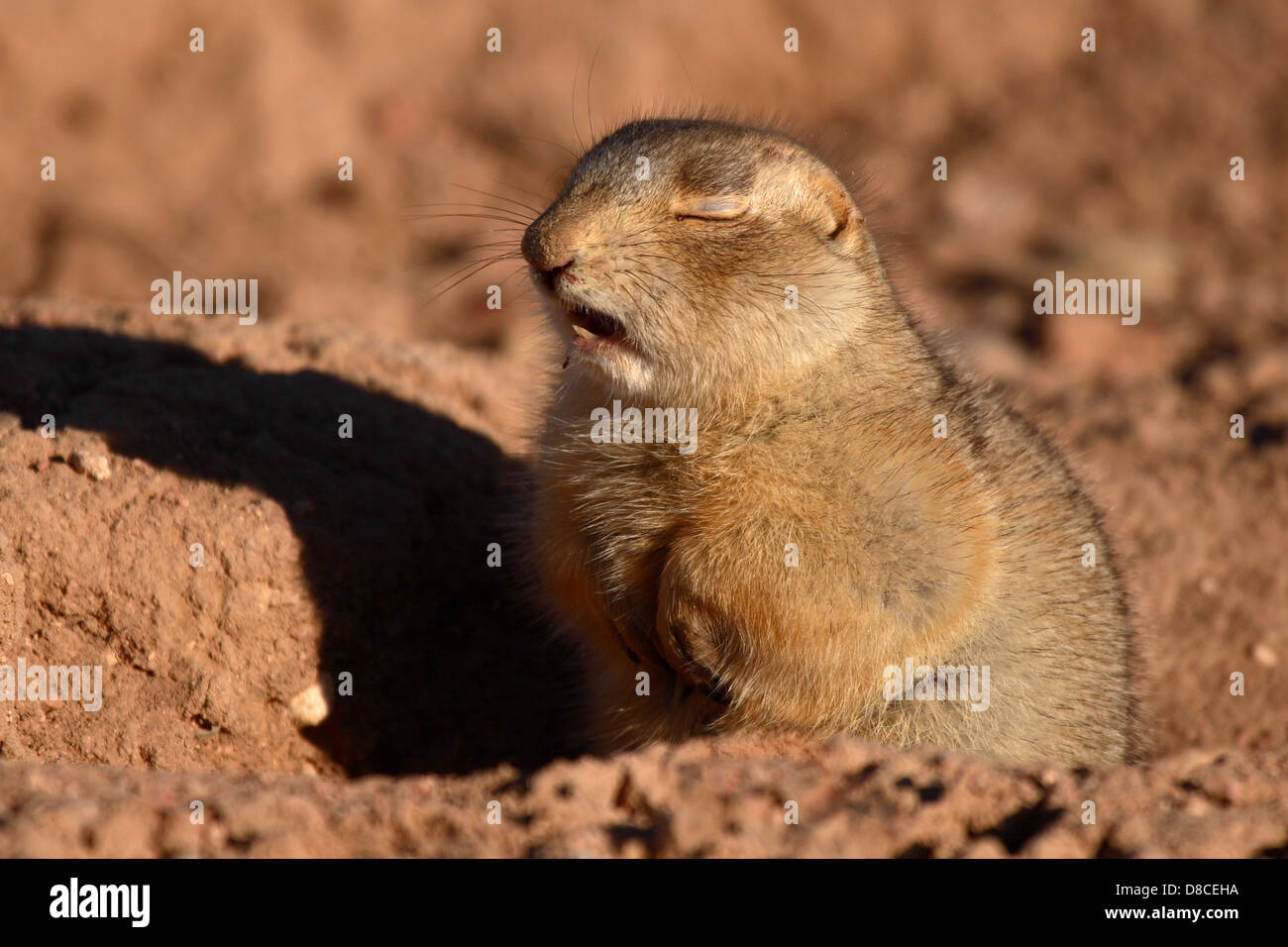 A Gunnison's Prairie Dog talking in its sleep Stock Photo - Alamy