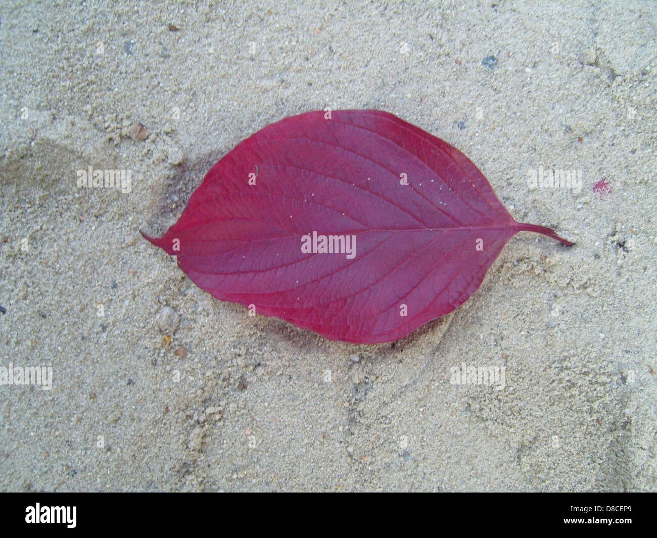 Vibrant red leaf exhibits hi-res stock photography and images - Alamy