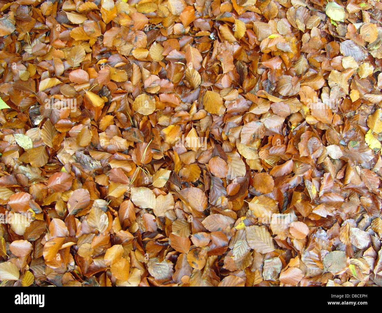 Foliage in various shades hi-res stock photography and images - Alamy