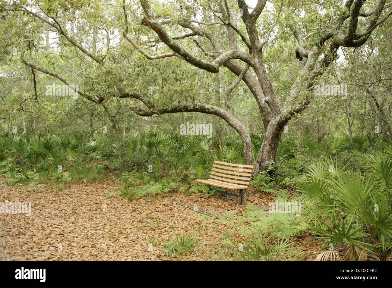 Simple wooden bench placed in hi-res stock photography and images - Alamy