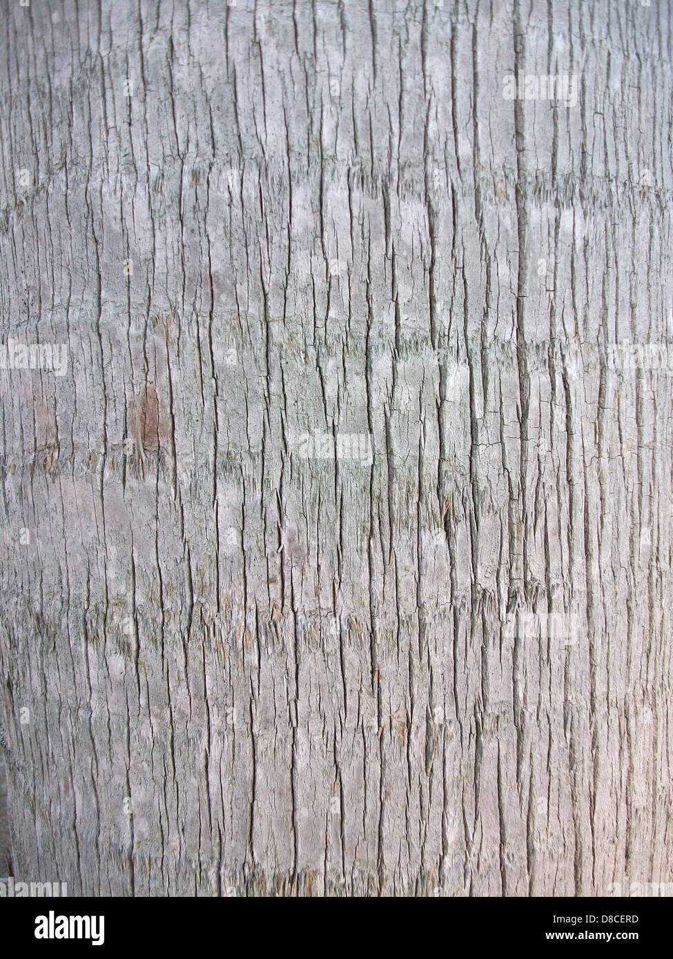 Tree trunk supports hi-res stock photography and images - Alamy