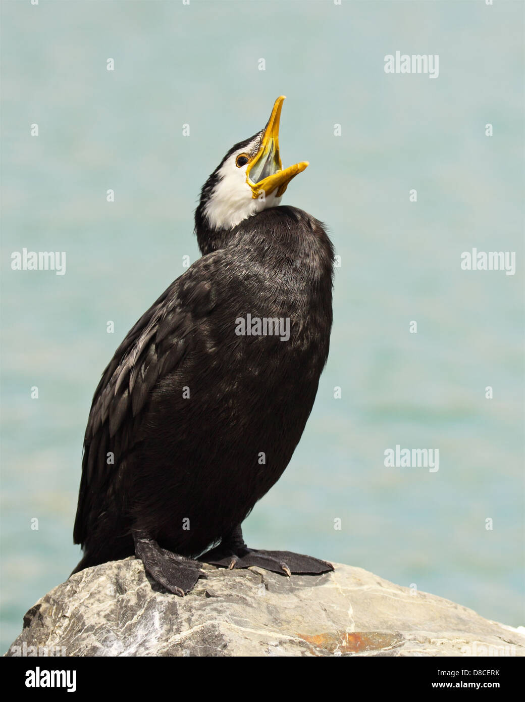 Shag bird hi-res stock photography and images - Alamy