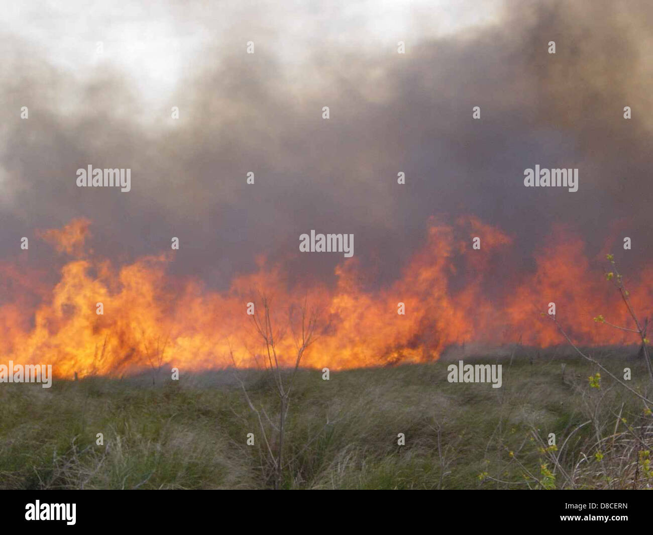 A prescribed fire burns through a cypress prairie during early spring ...