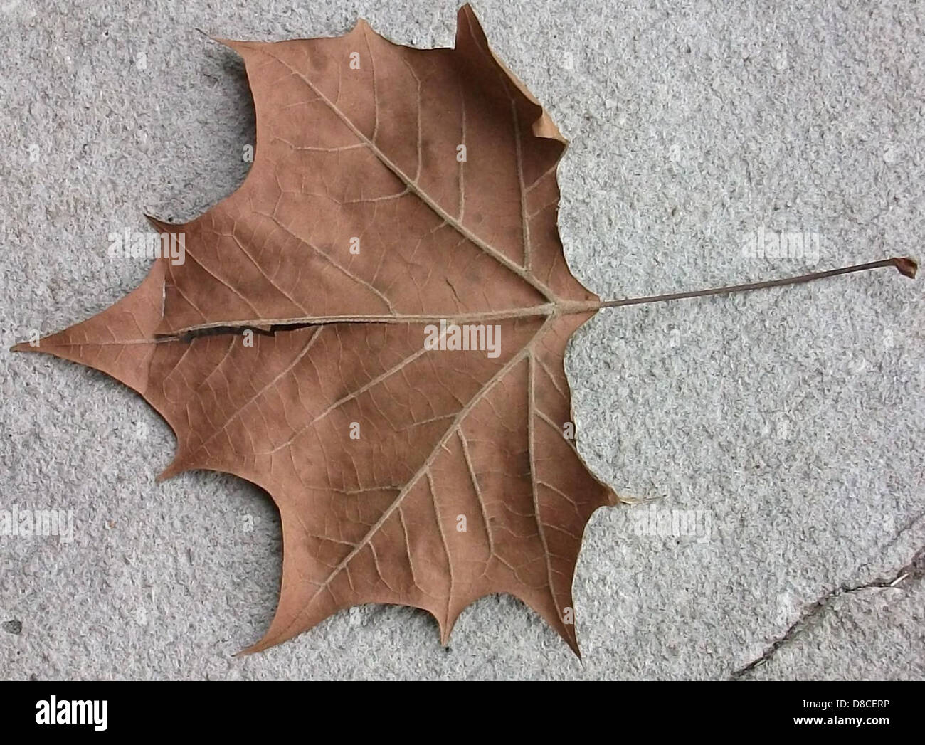 Life cycle of leaf hi-res stock photography and images - Alamy