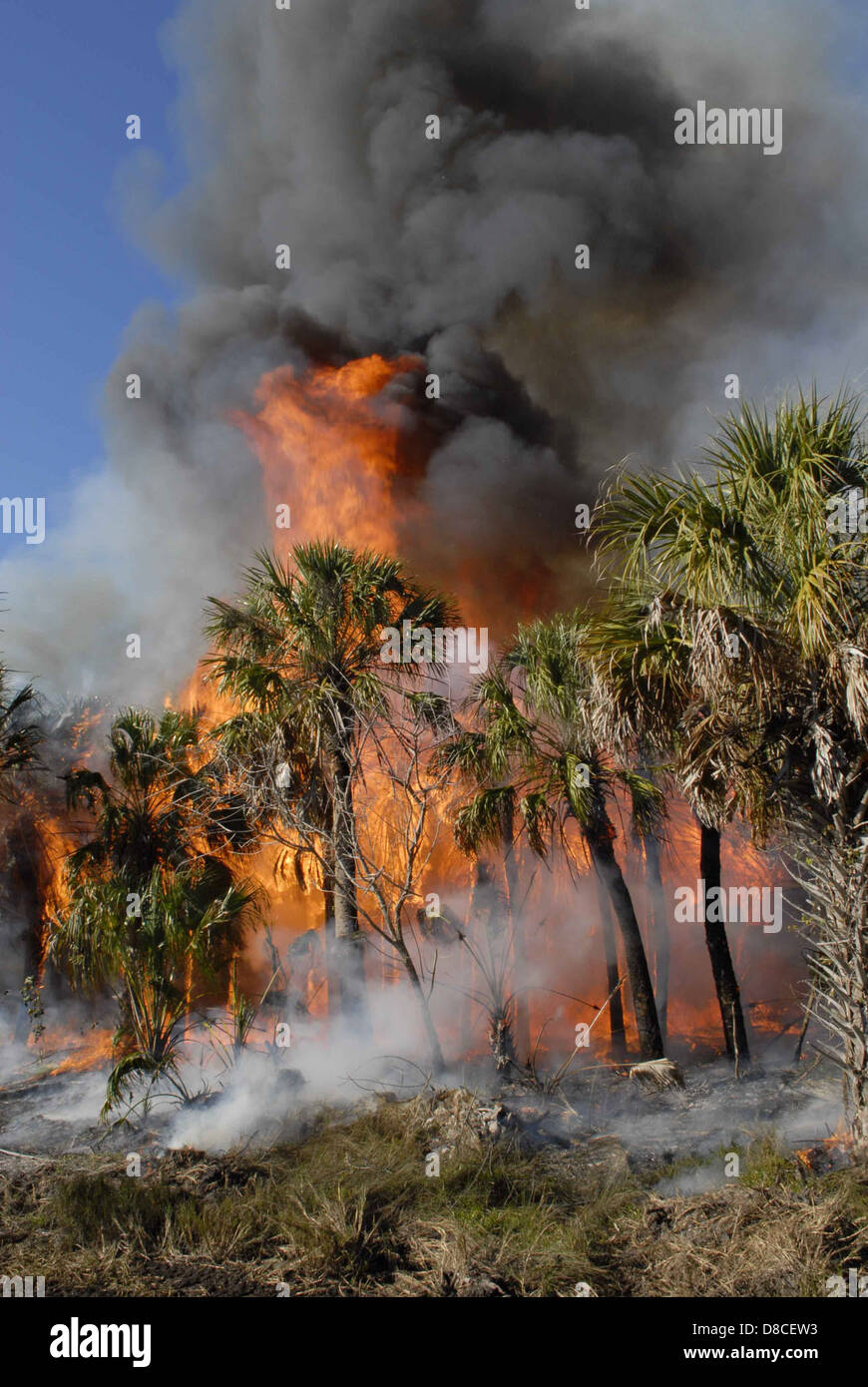 A large fire burns through tropical forest trees, engulfing the ...