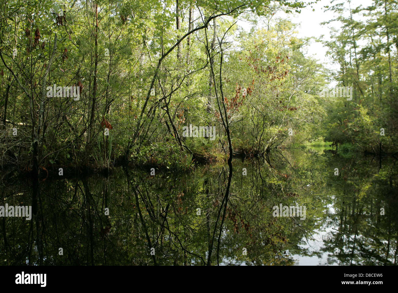 A symmetrical reflection of an object or scene in a mirror, showcasing ...