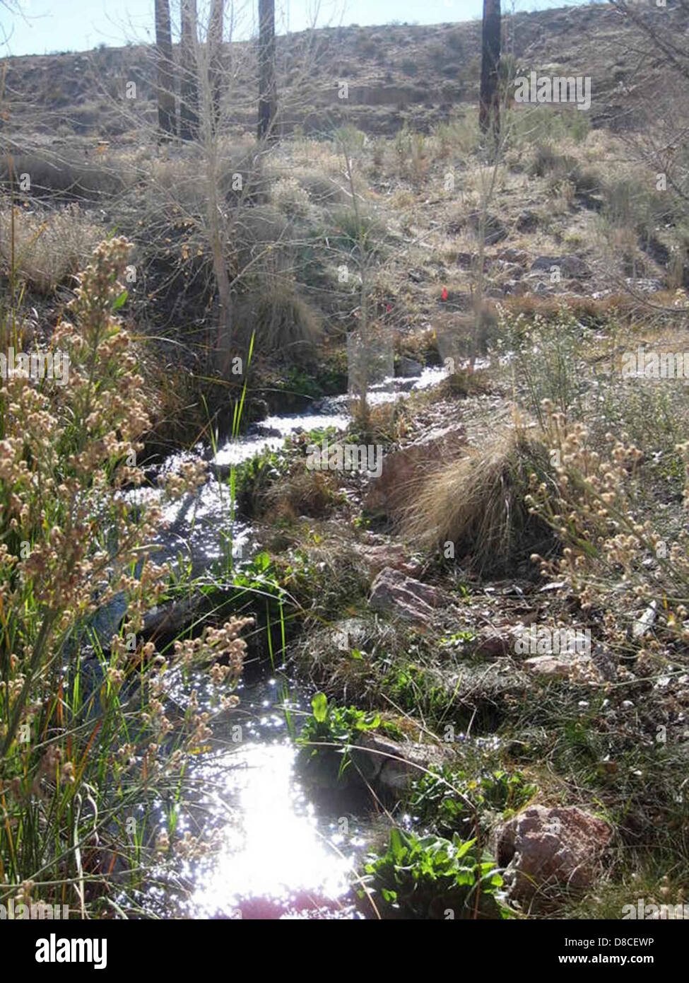 A stretch of the muddy river flowing through the Moapa Valley ...