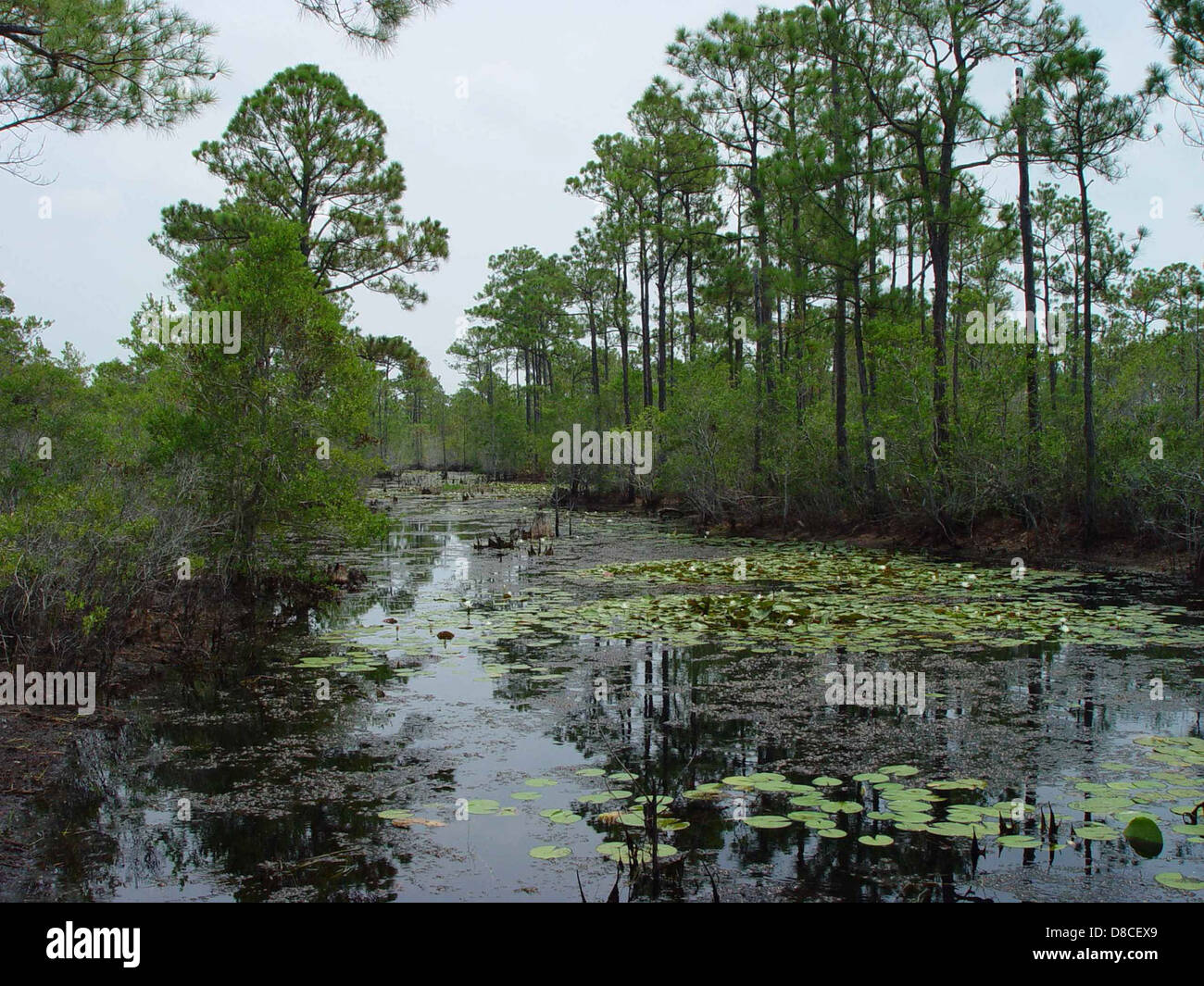 A scenic view of the marsh Stock Photo - Alamy