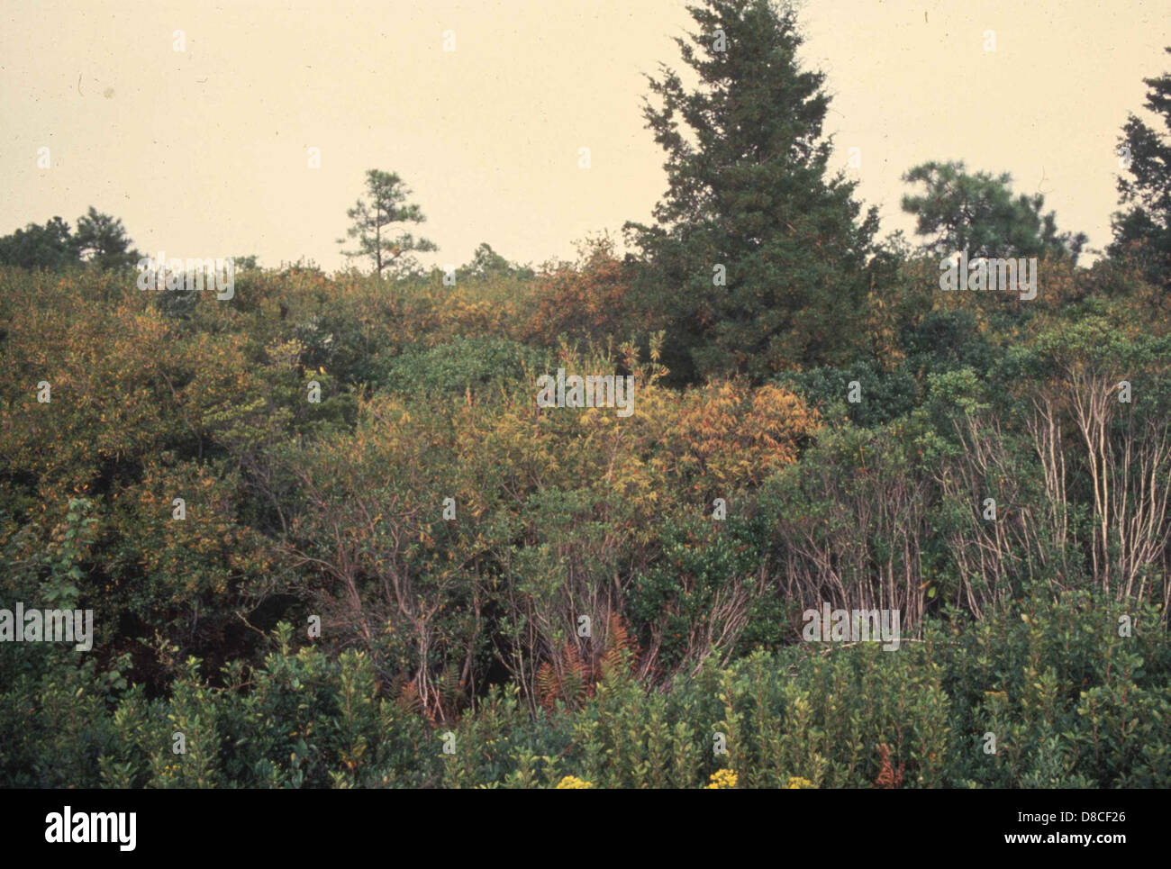 A pocosin wetland in North Carolina, characterized by its unique ...