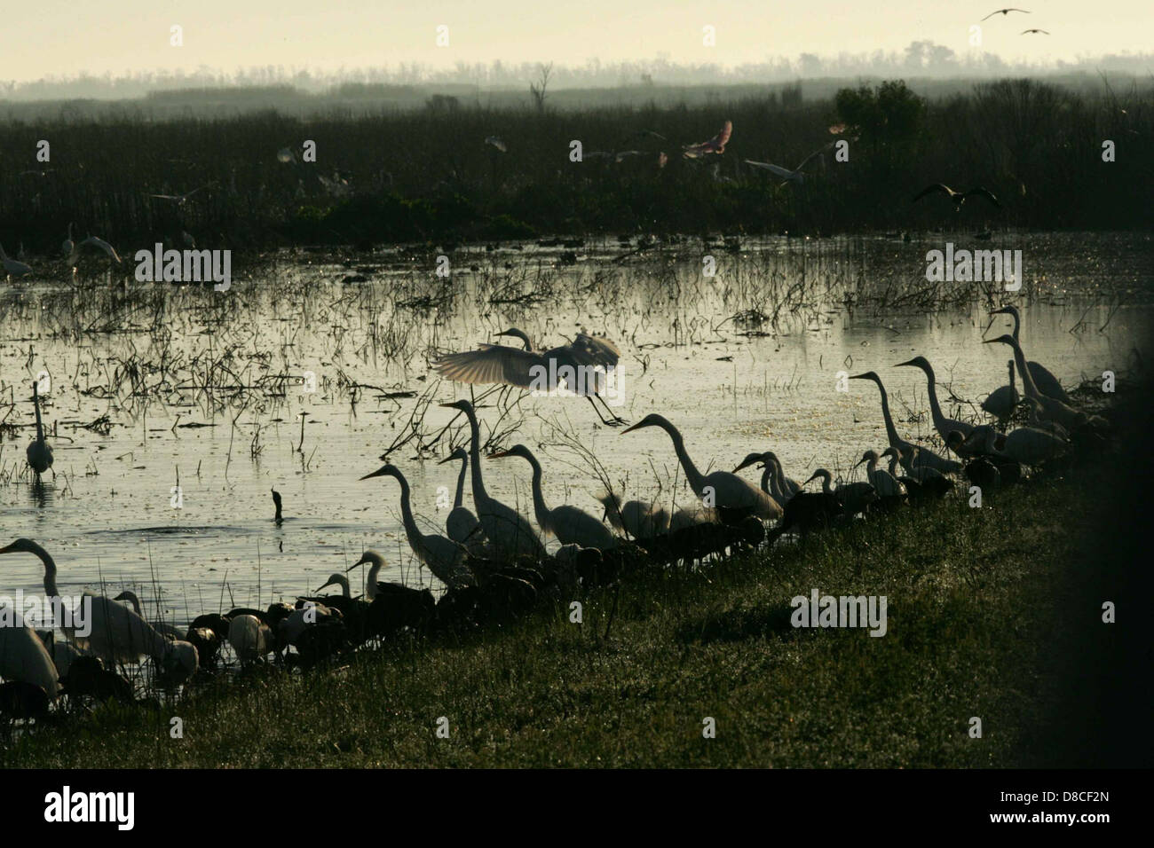 A group of shorebirds is seen in shallow waters, gracing a protected ...