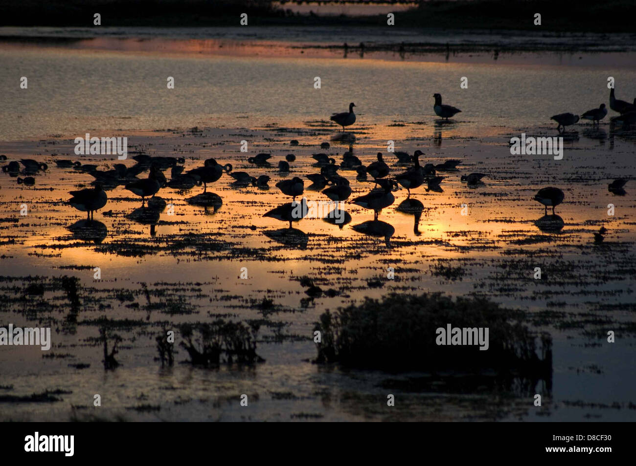 Stunning scene featuring vibrant hi-res stock photography and images ...