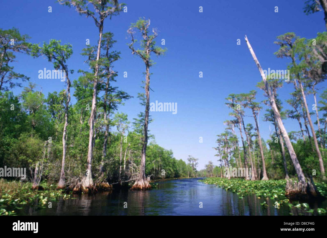 A bald cypress swamp features dense trees and open spaces that allow ...