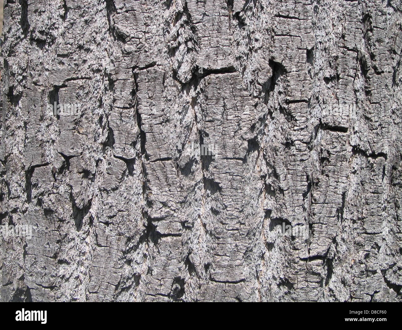 The bark cortex is the outer layer of a tree’s bark. This textured ...