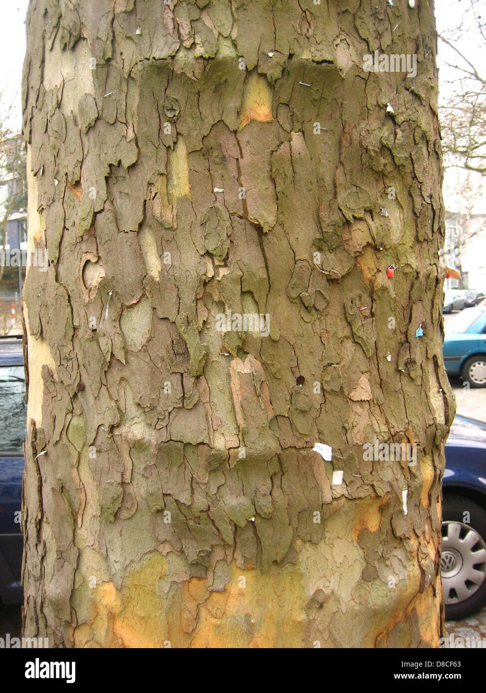 The bark of a tree is shown in close-up, highlighting the rough ...