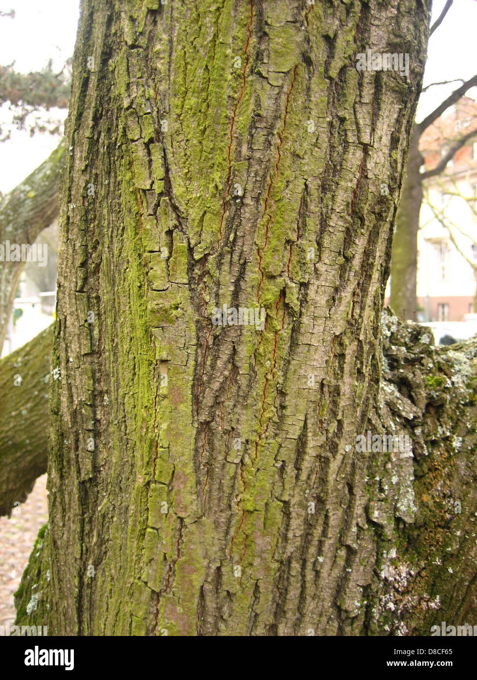 A close-up image of tree bark with distinct rind texture, showcasing ...