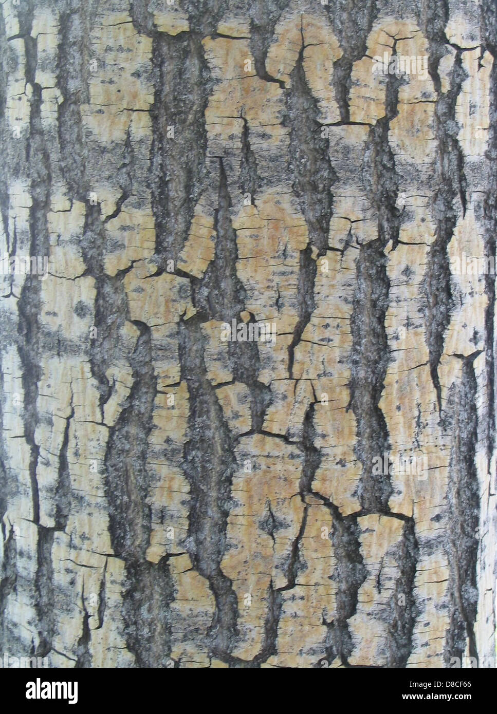 Scaly bark hi-res stock photography and images - Alamy