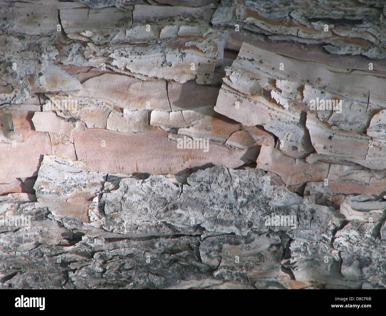 A close-up view of tree bark, showcasing the natural texture and ...