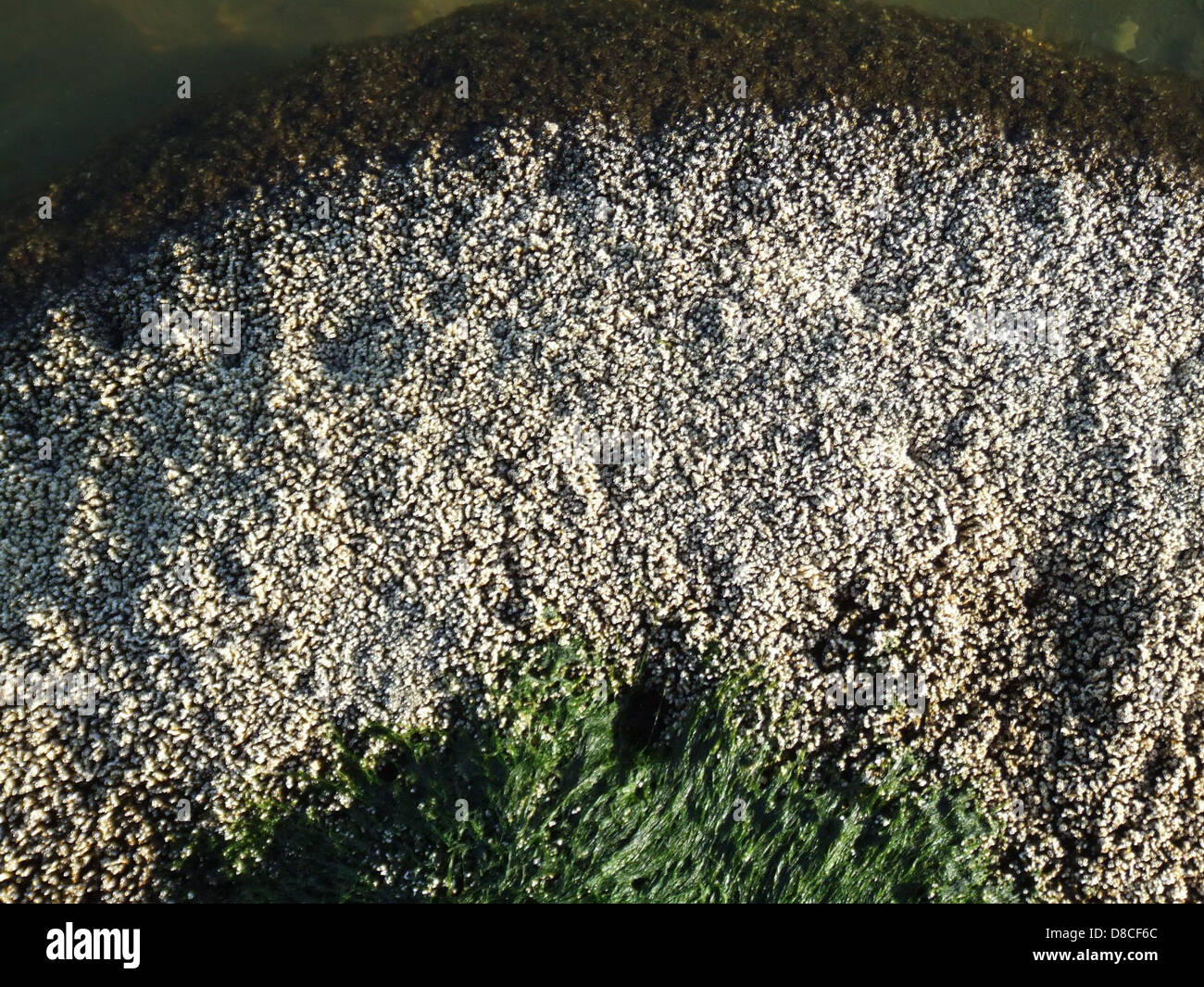 The rough texture of barnacles clinging to a surface is visible in this ...
