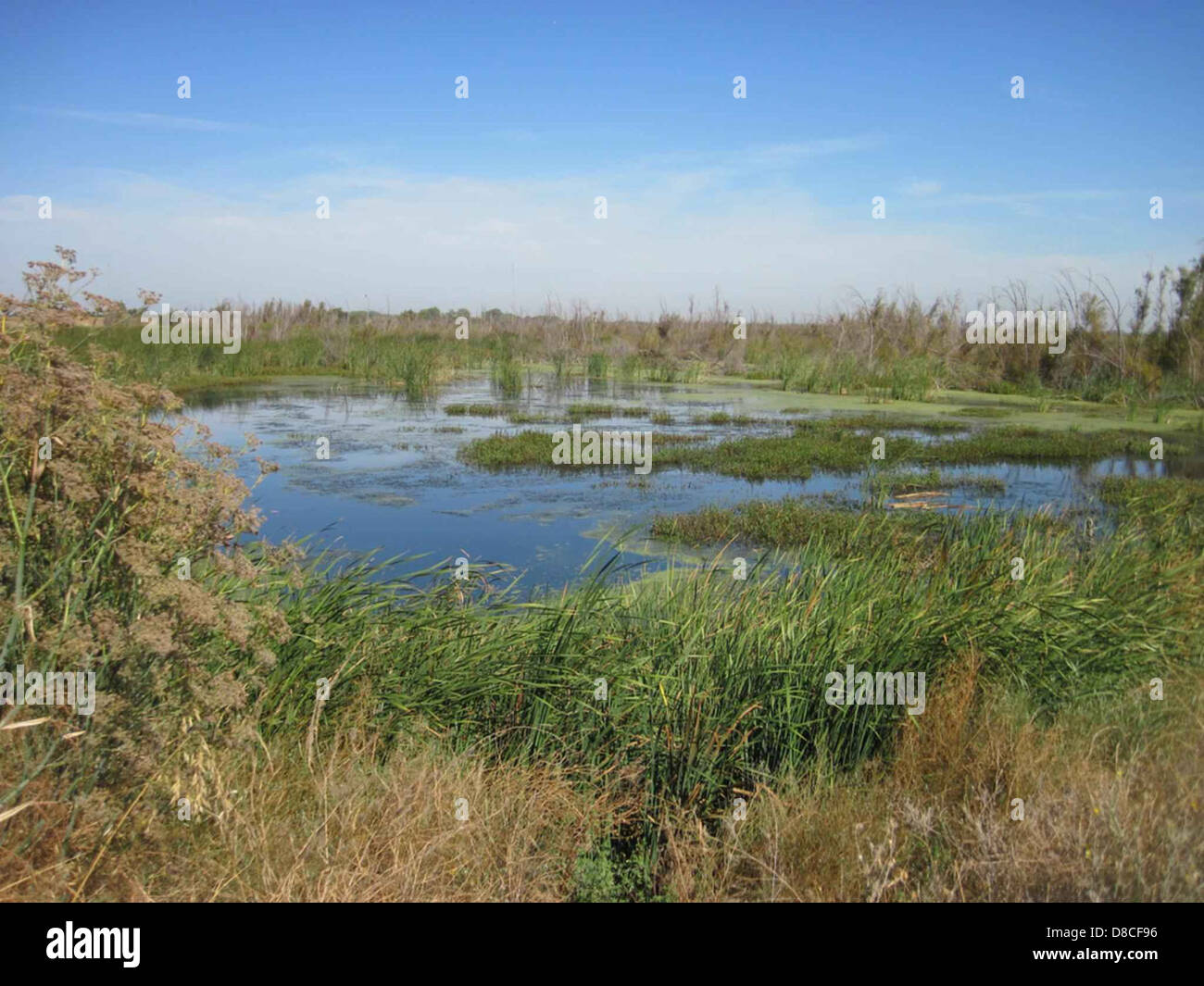Beautiful marsh wetland landscape Stock Photo - Alamy