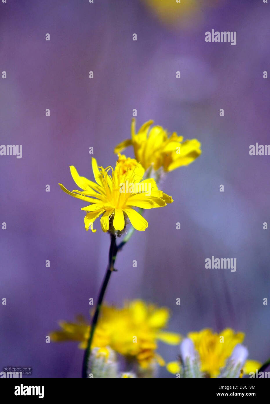 Bright yellow mountain flowers bloom in rugged terrain, adding color to ...