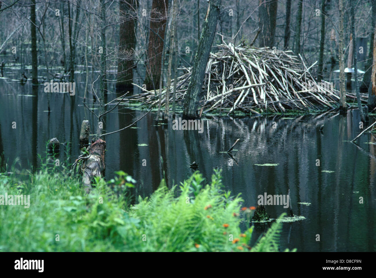 A beaver lodge built from branches, sticks, and mud sits at the edge of ...
