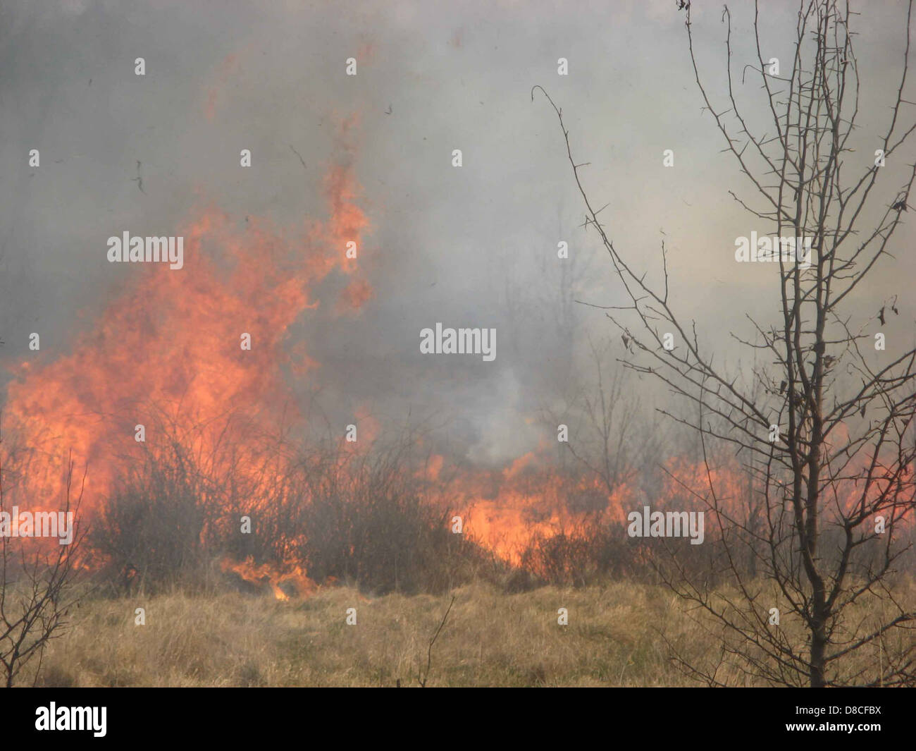 Big grass and forest burn Stock Photo - Alamy