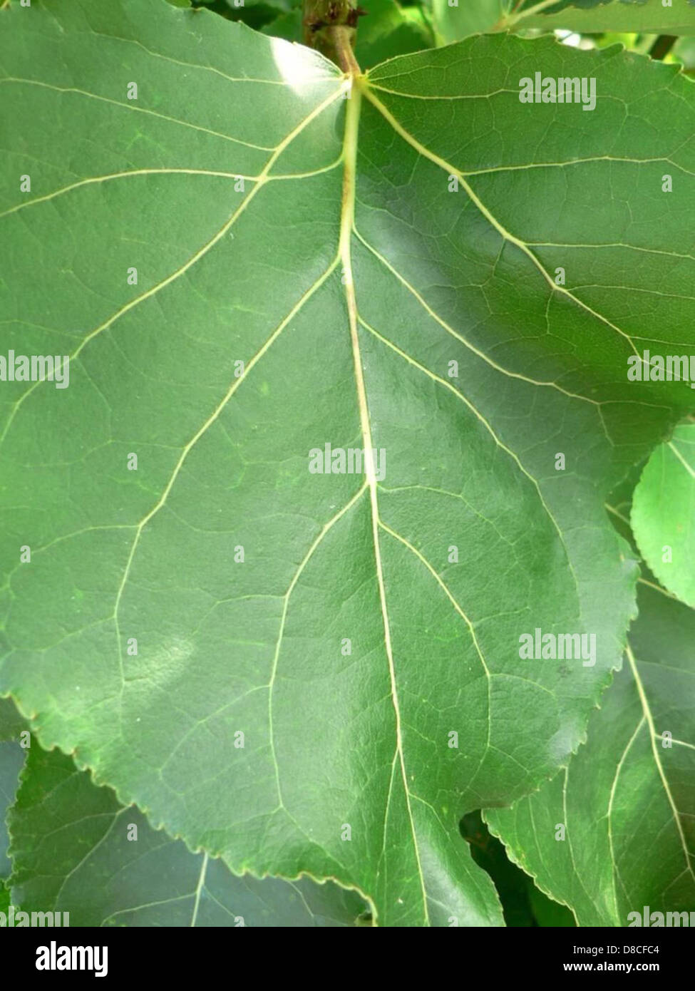 Big green leaf Stock Photo - Alamy
