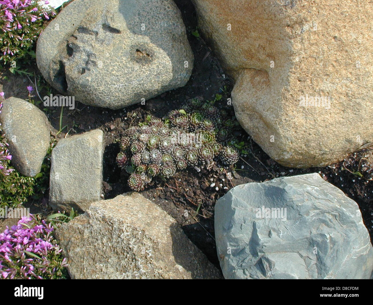 Large stones scattered across the ground, forming part of a natural ...