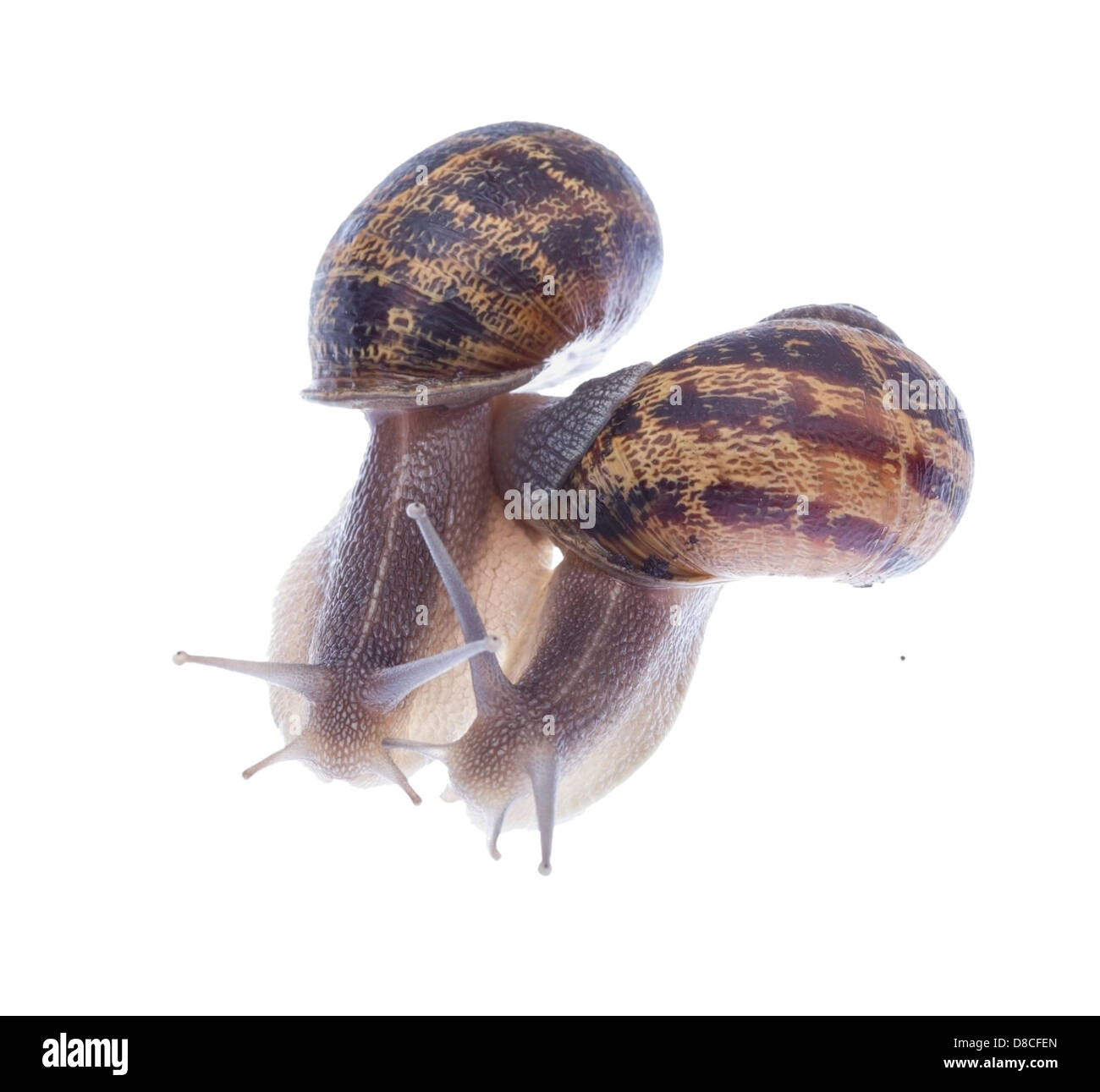 Two racing snails isolated on white background Stock Photo - Alamy