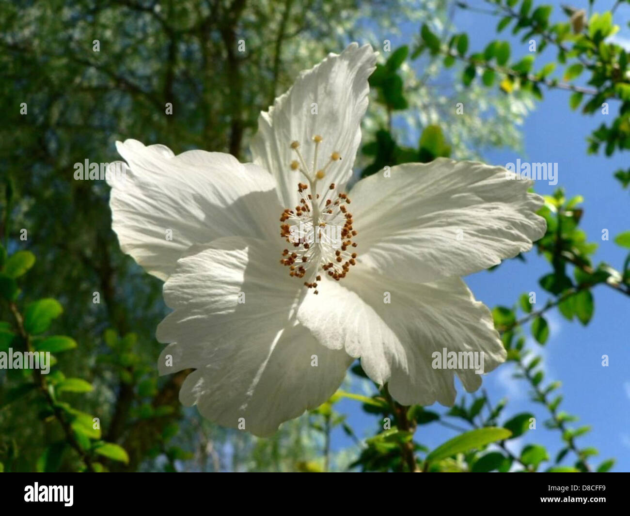 Big white tree flower Stock Photo - Alamy