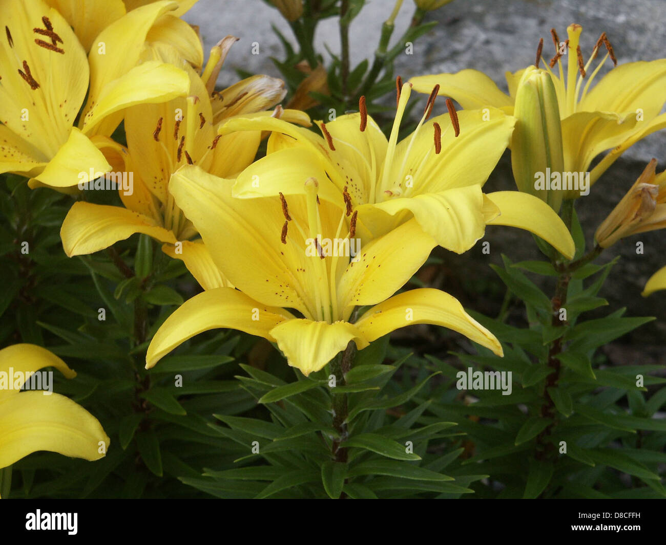 This image shows large yellow flowers in full bloom, their vibrant ...