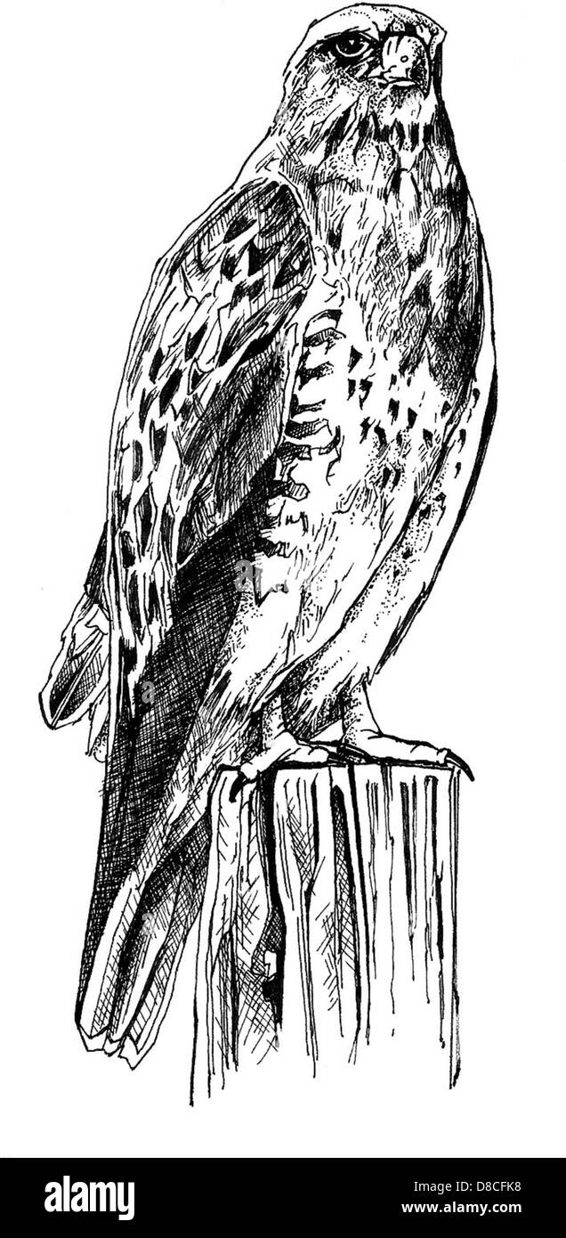 Body on the line Black and White Stock Photos & Images - Alamy