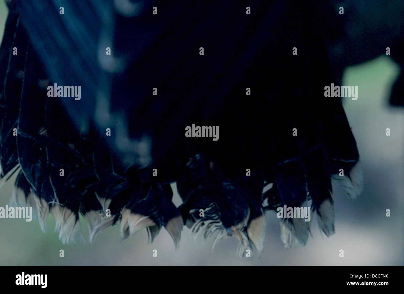 This image shows a close-up view of black feathers from a bird ...