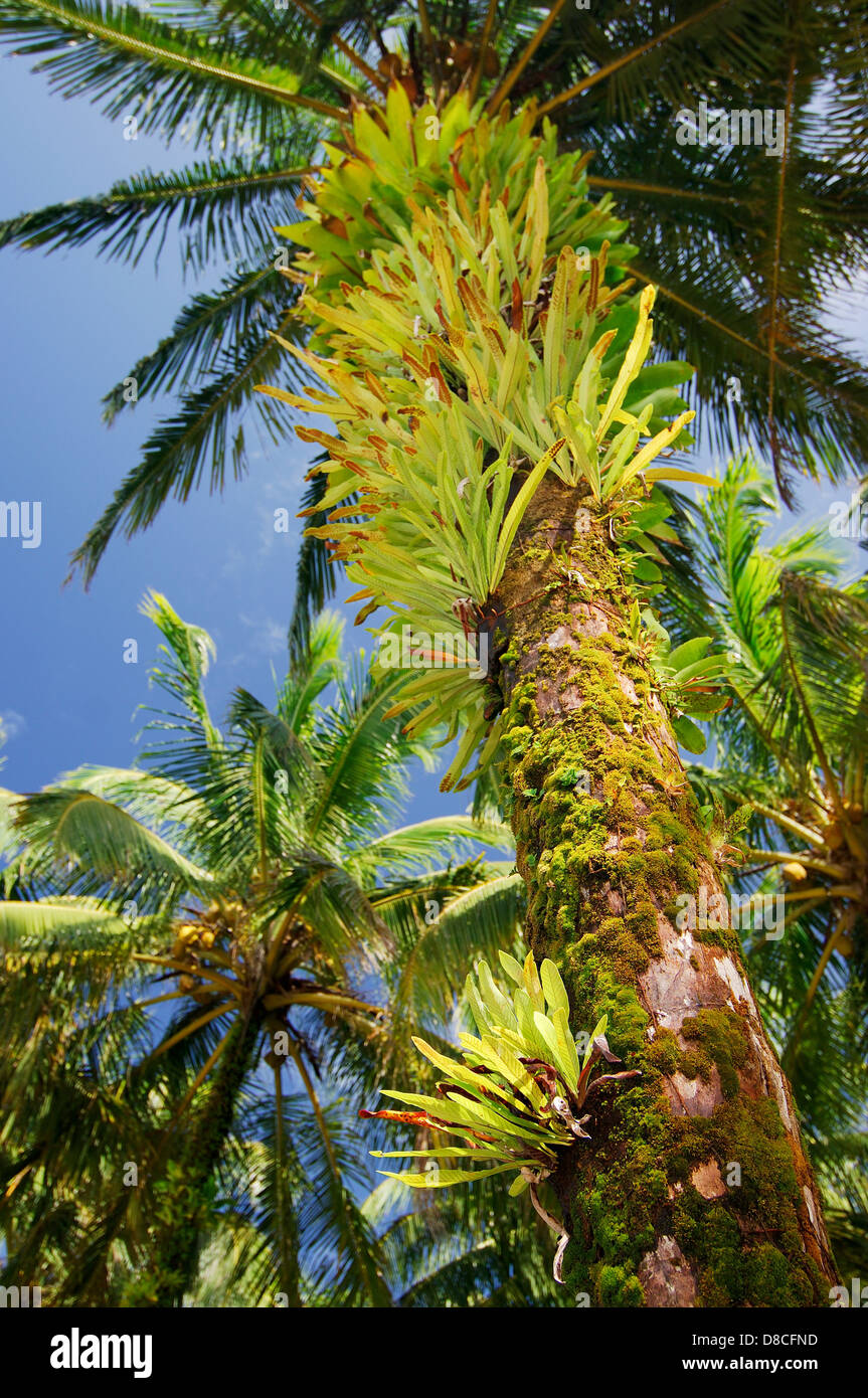 Palm tree plants nature hi-res stock photography and images - Alamy