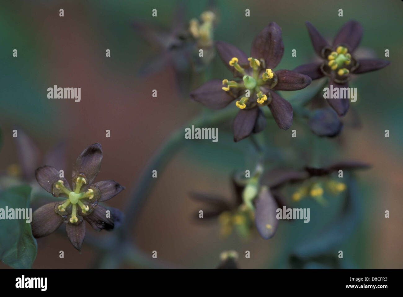 Caulophyllum thalictroides hi-res stock photography and images - Alamy