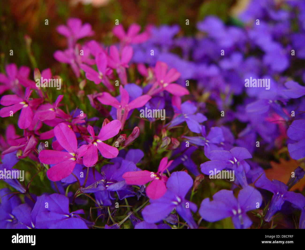 This image features blue and purple flowers in sharp focus, with a ...