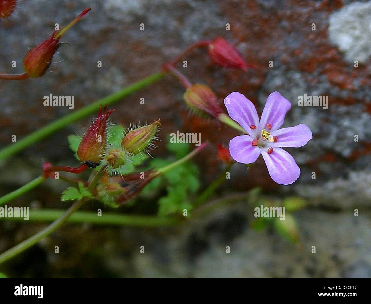 Close-up image of blue flower buds just before blooming. The buds are ...