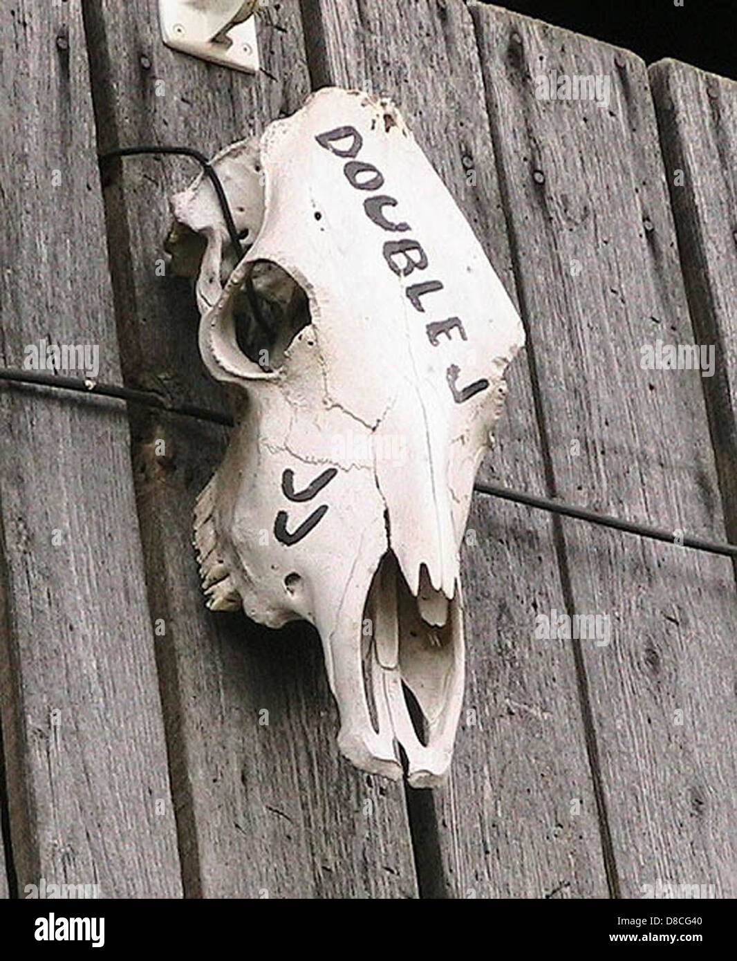 Bone headed sign Stock Photo - Alamy